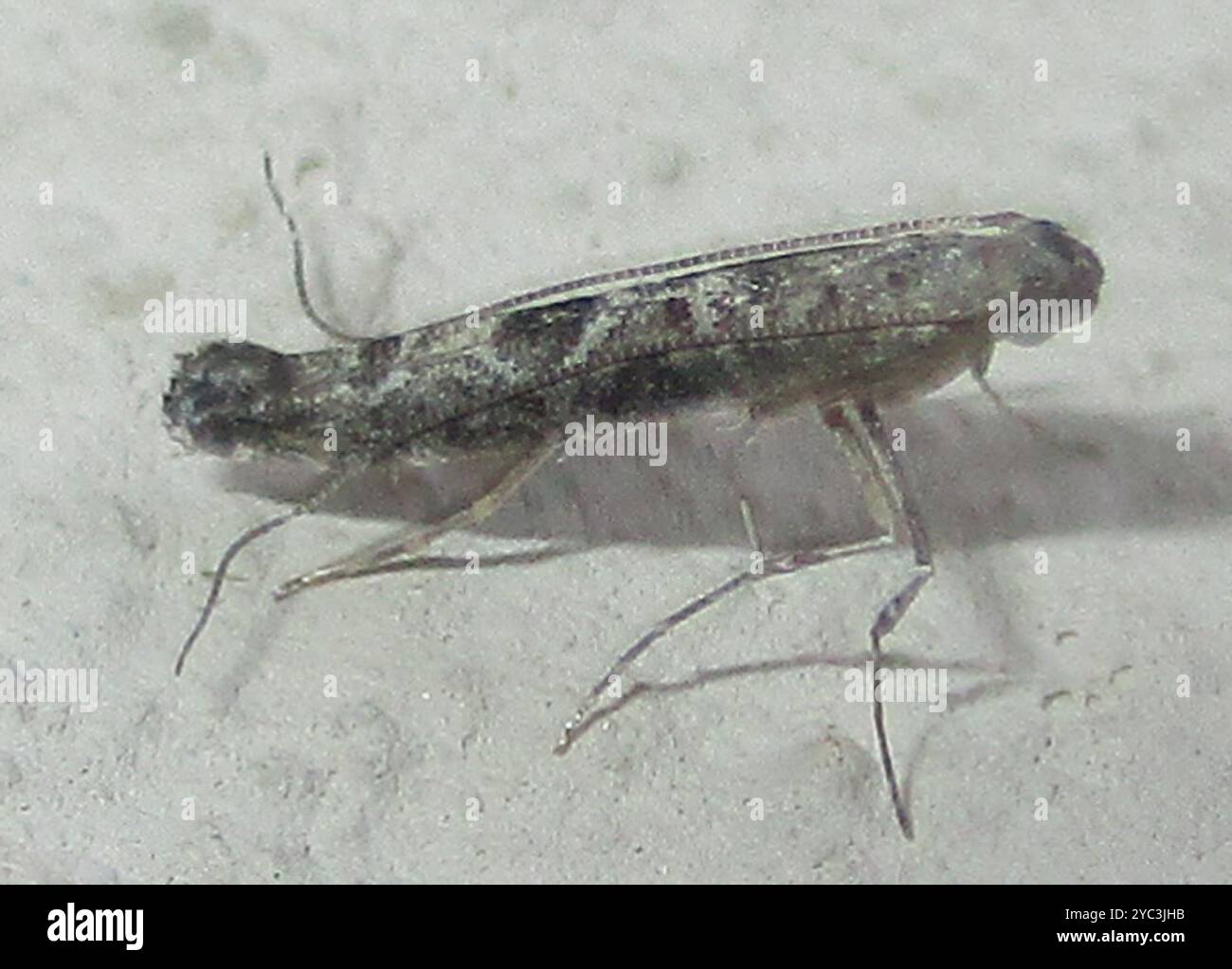 Leaf Blotch Miner Moths (Gracillariidae) Insecta Stock Photo - Alamy