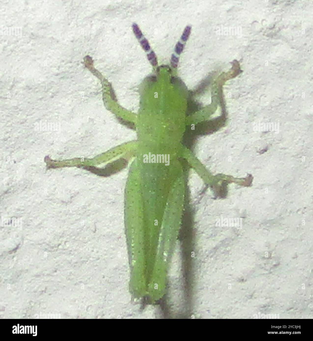 Short-horned Grasshoppers (Acrididae) Insecta Stock Photo - Alamy