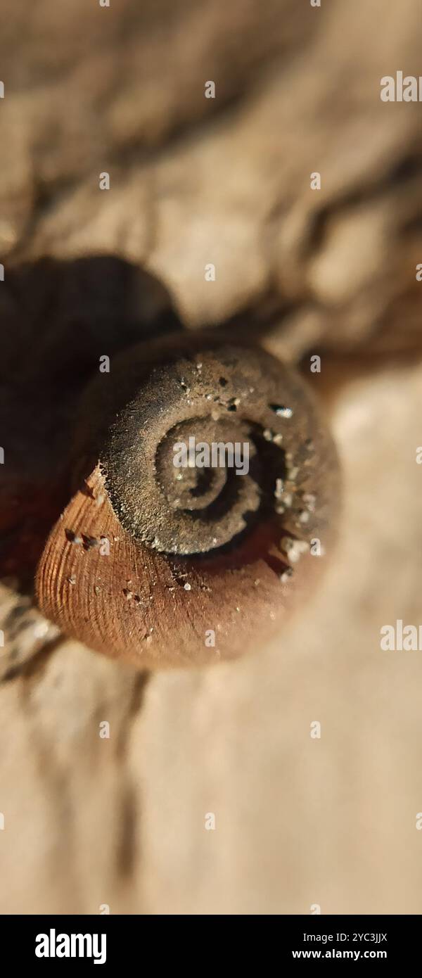 Ramshorn snails (Planorbidae) Mollusca Stock Photo - Alamy