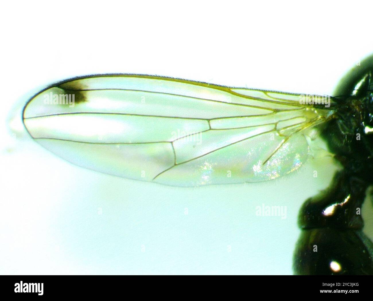 (Sepsis punctum) Insecta Stock Photo - Alamy