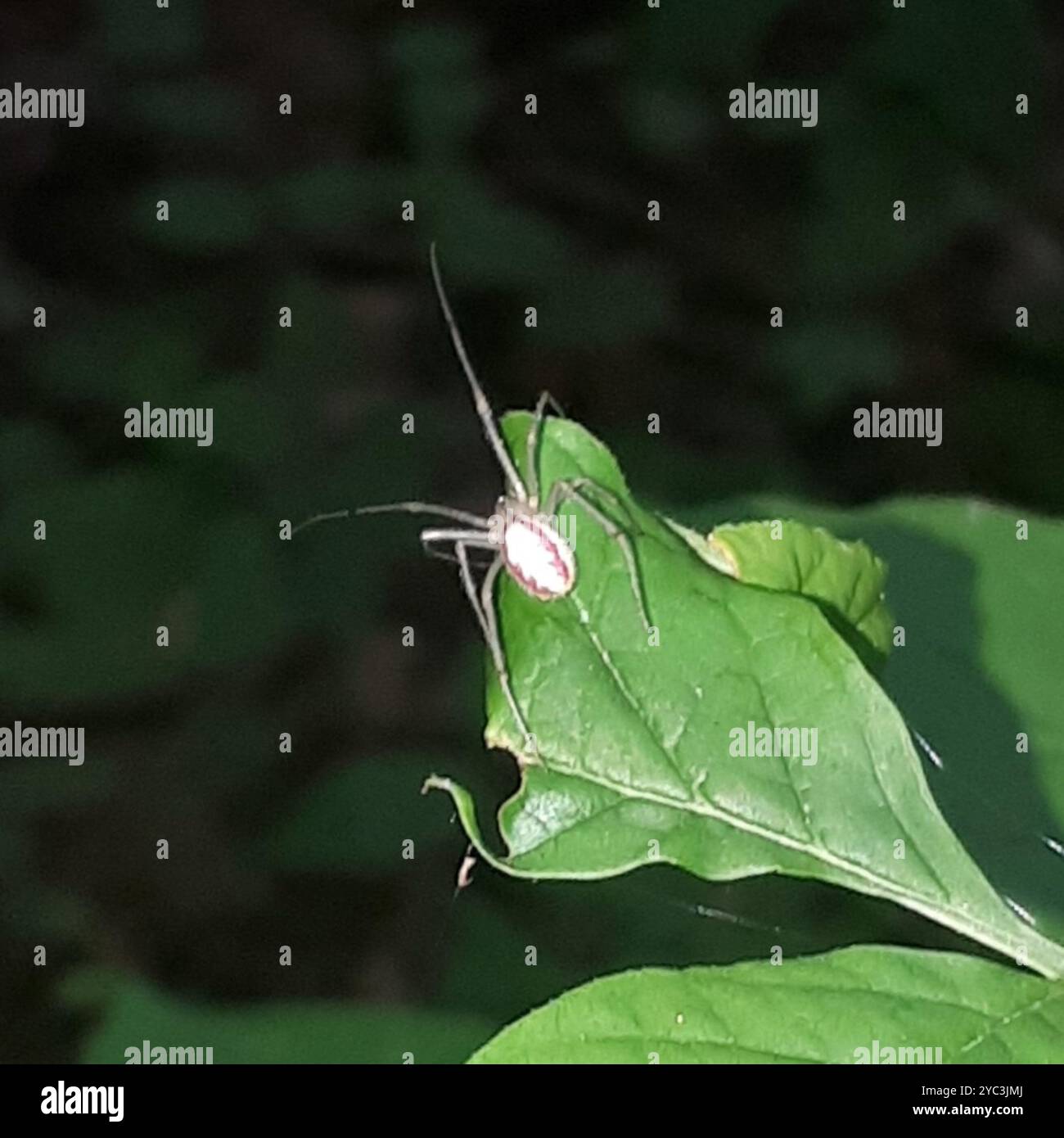 Common candy-striped spider (Enoplognatha ovata) Arachnida Stock Photo ...