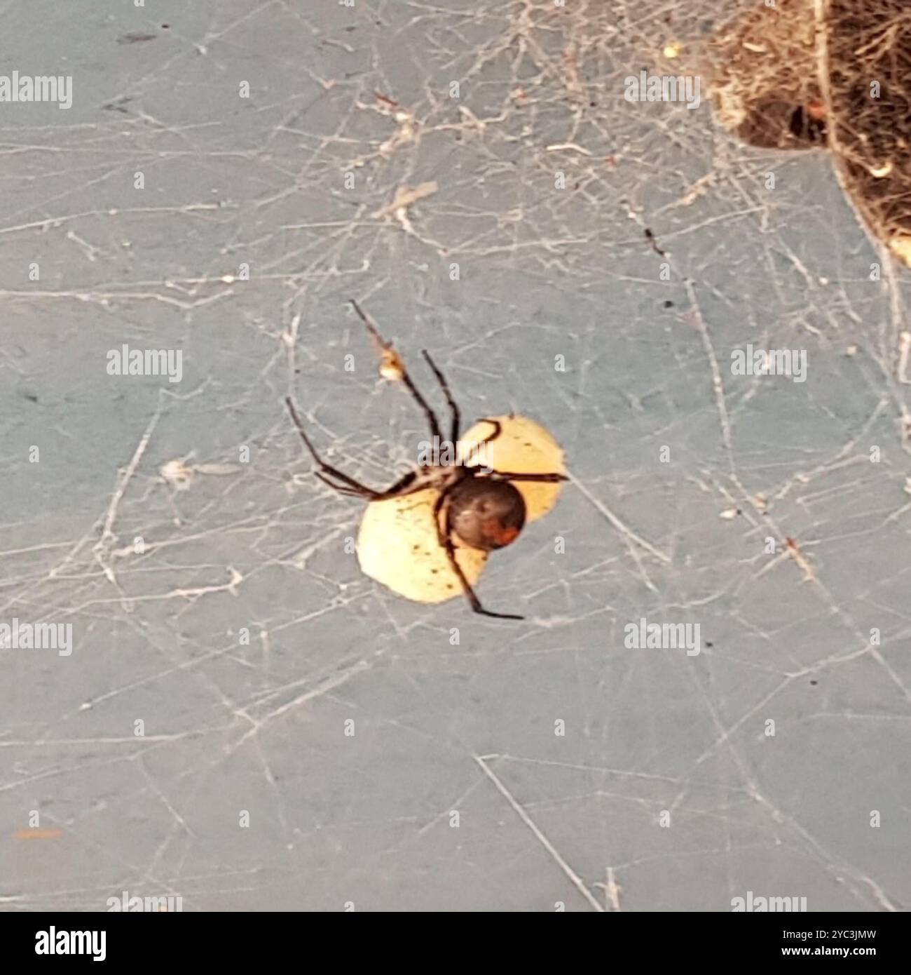 Redback Spider (Latrodectus hasselti) Arachnida Stock Photo - Alamy