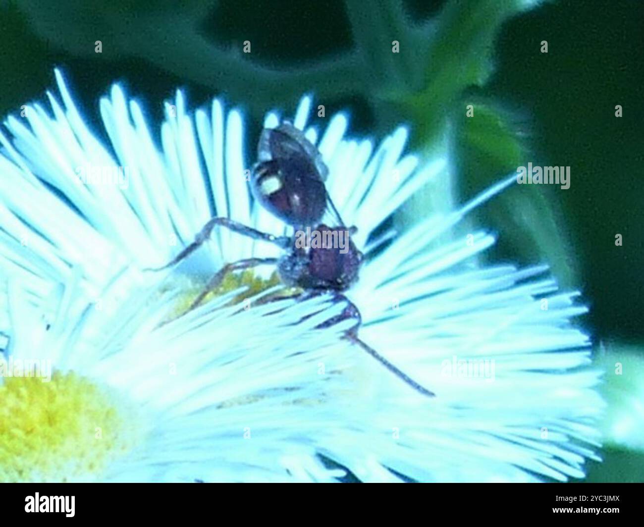 Nomad Bees (Nomada) Insecta Stock Photo - Alamy
