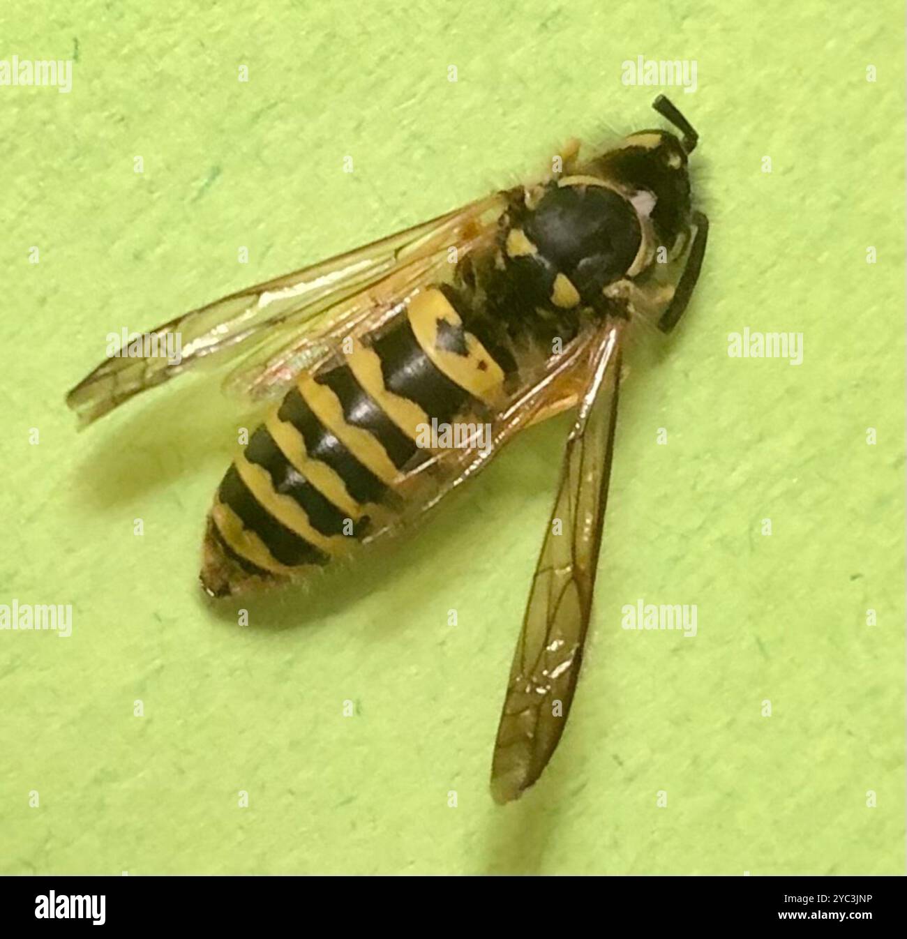 Eastern Yellowjacket (Vespula maculifrons) Insecta Stock Photo - Alamy