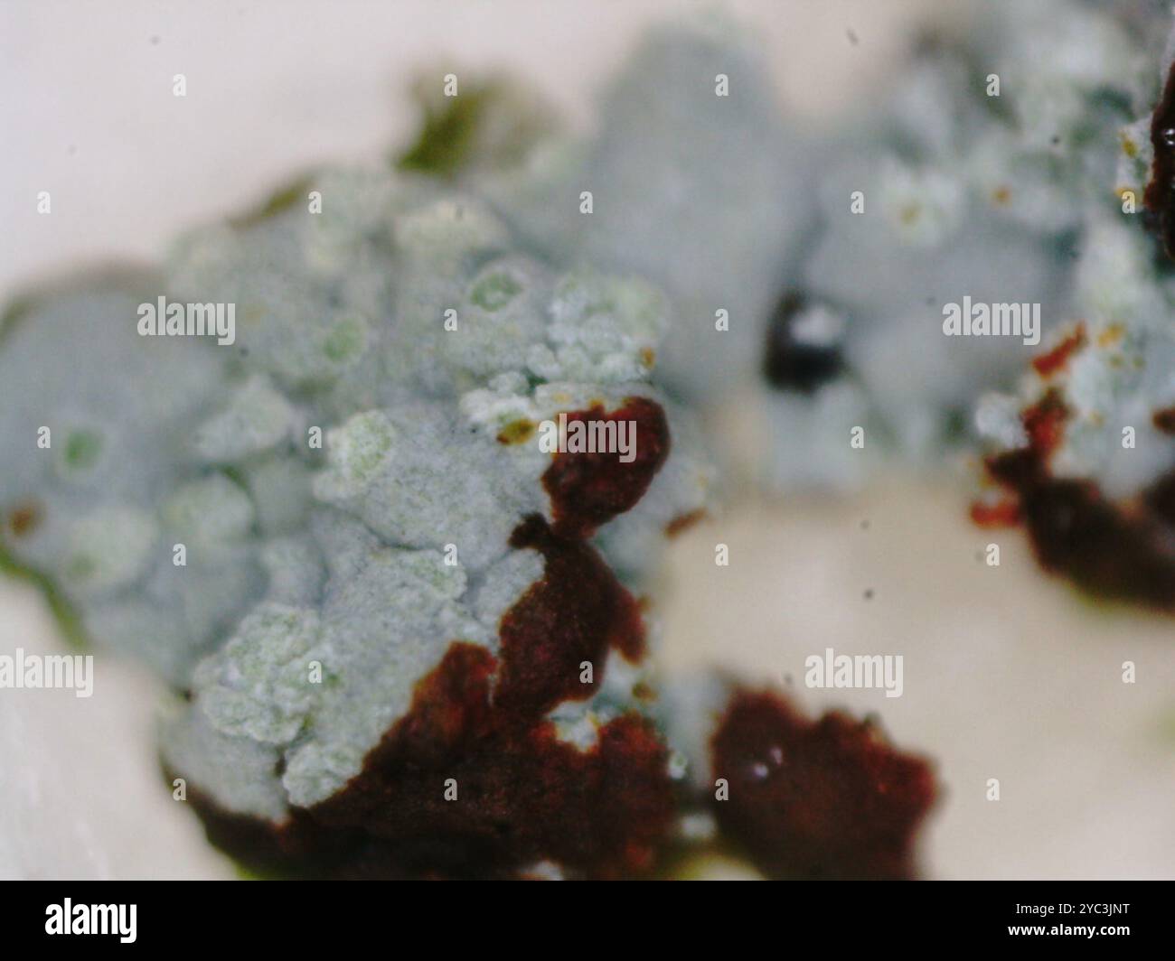 Scale Beret Lichen (Baeomyces carneus) Fungi Stock Photo - Alamy