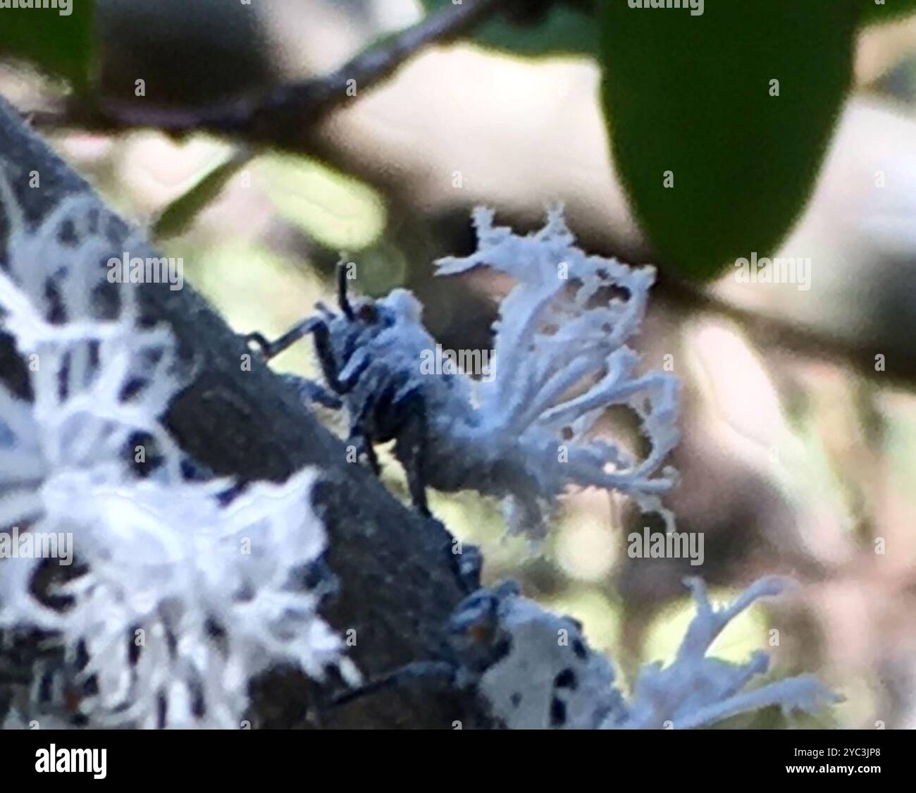Flatid Leaf Bug (Flatida rosea) Insecta Stock Photo - Alamy