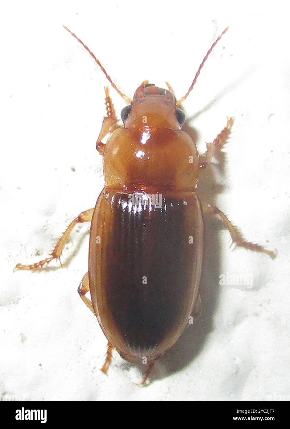 Dorsiger hi-res stock photography and images - Alamy