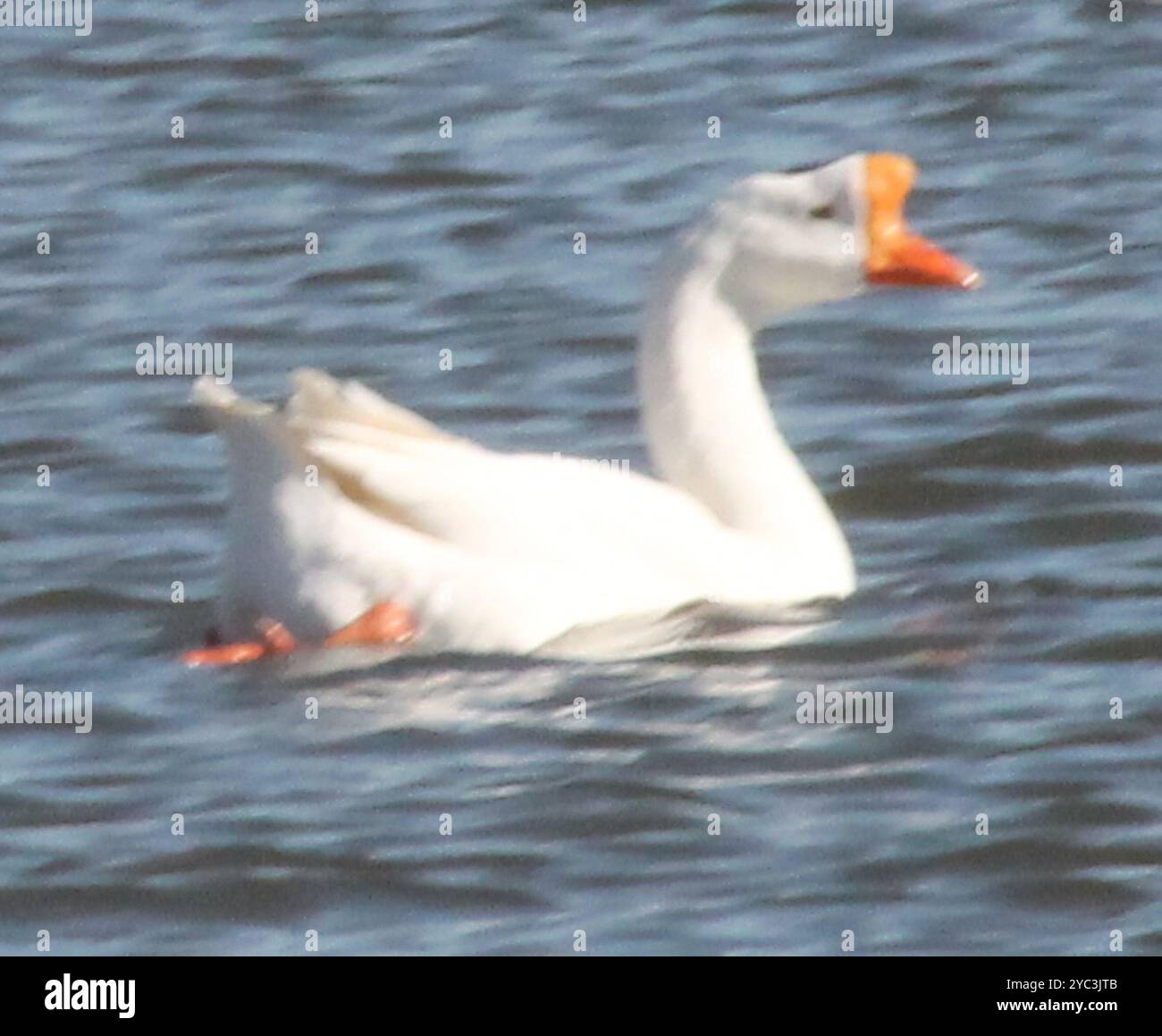 Domestic Swan Goose (Anser cygnoides domesticus) Aves Stock Photo - Alamy