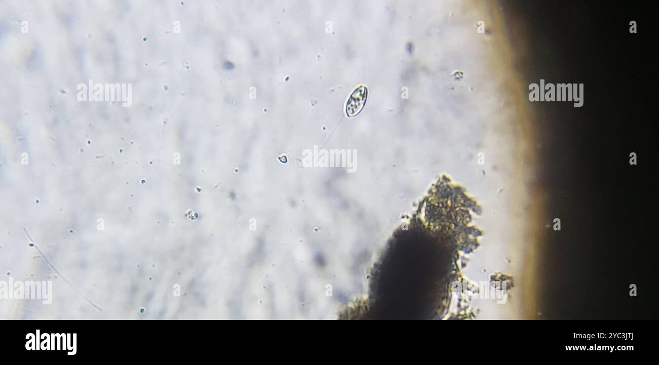 euglenids (Euglenida) Protozoa Stock Photo - Alamy