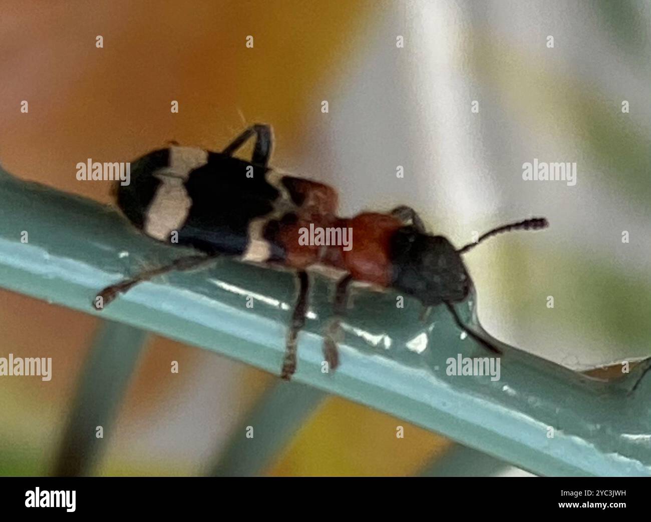 European Red-bellied Clerid (Thanasimus formicarius) Insecta Stock ...