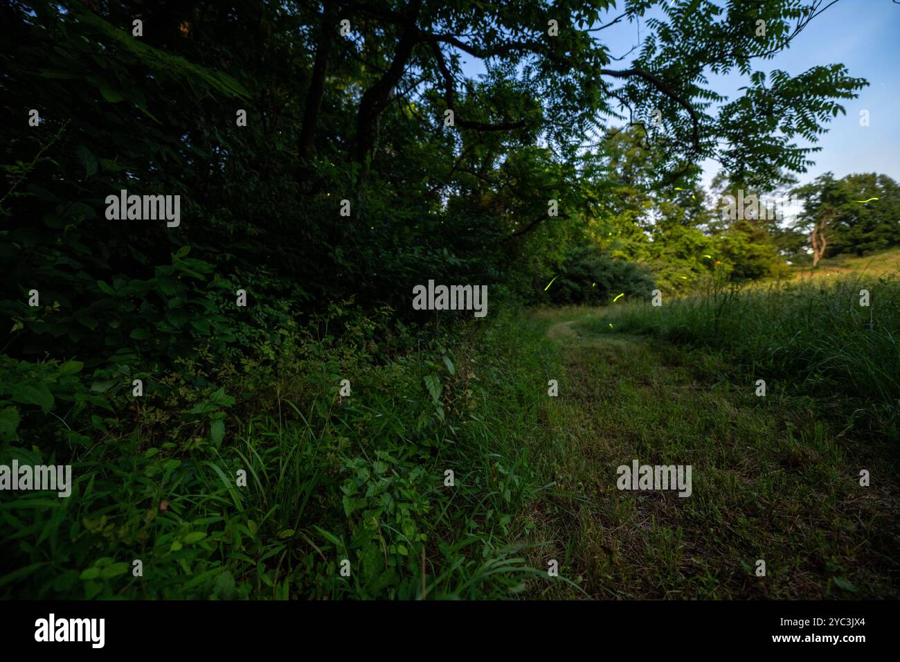 Single long exposure showing the movement of fireflies at the end of a ...