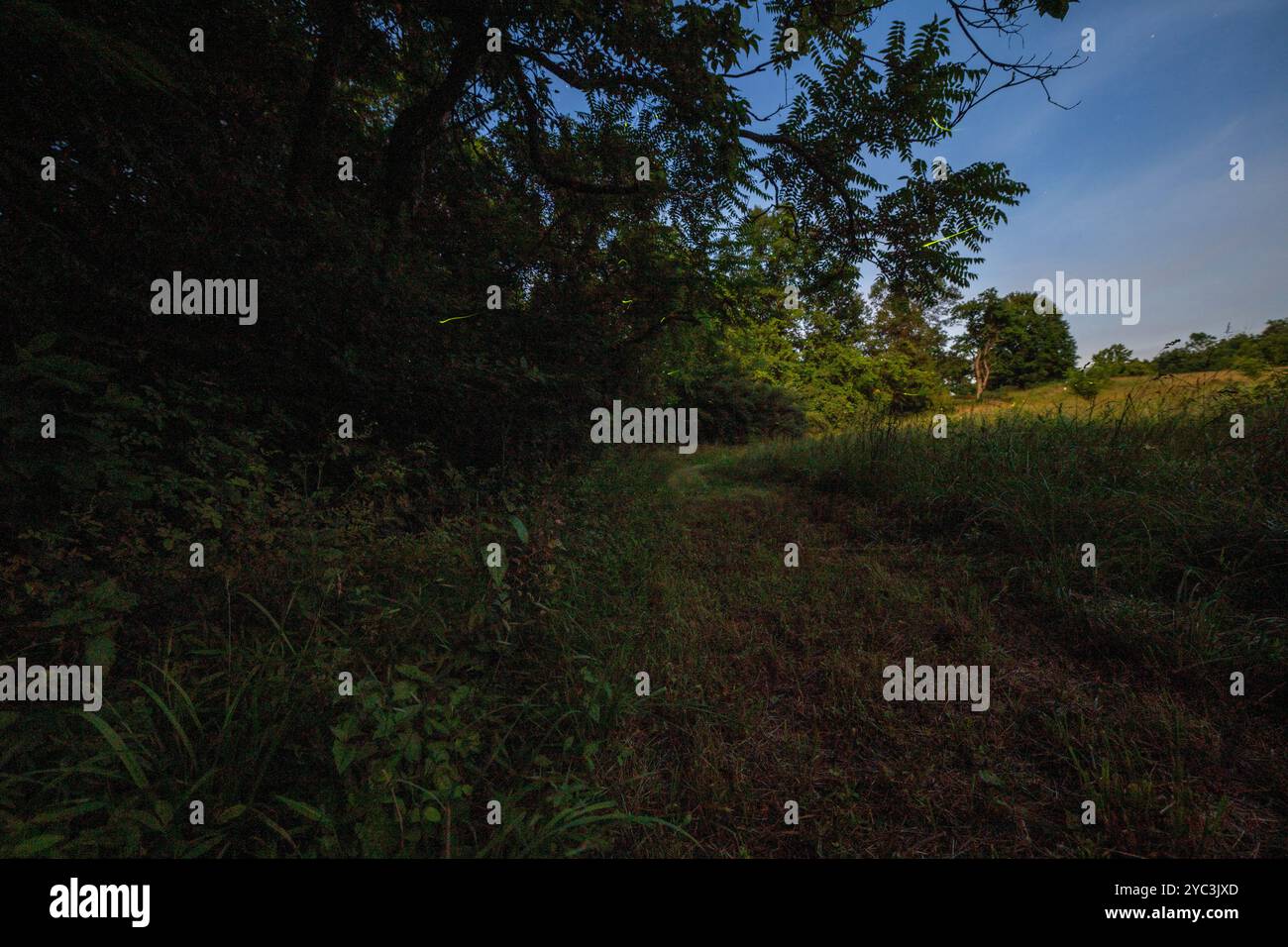 Single long exposure showing the movement of fireflies at the end of a ...
