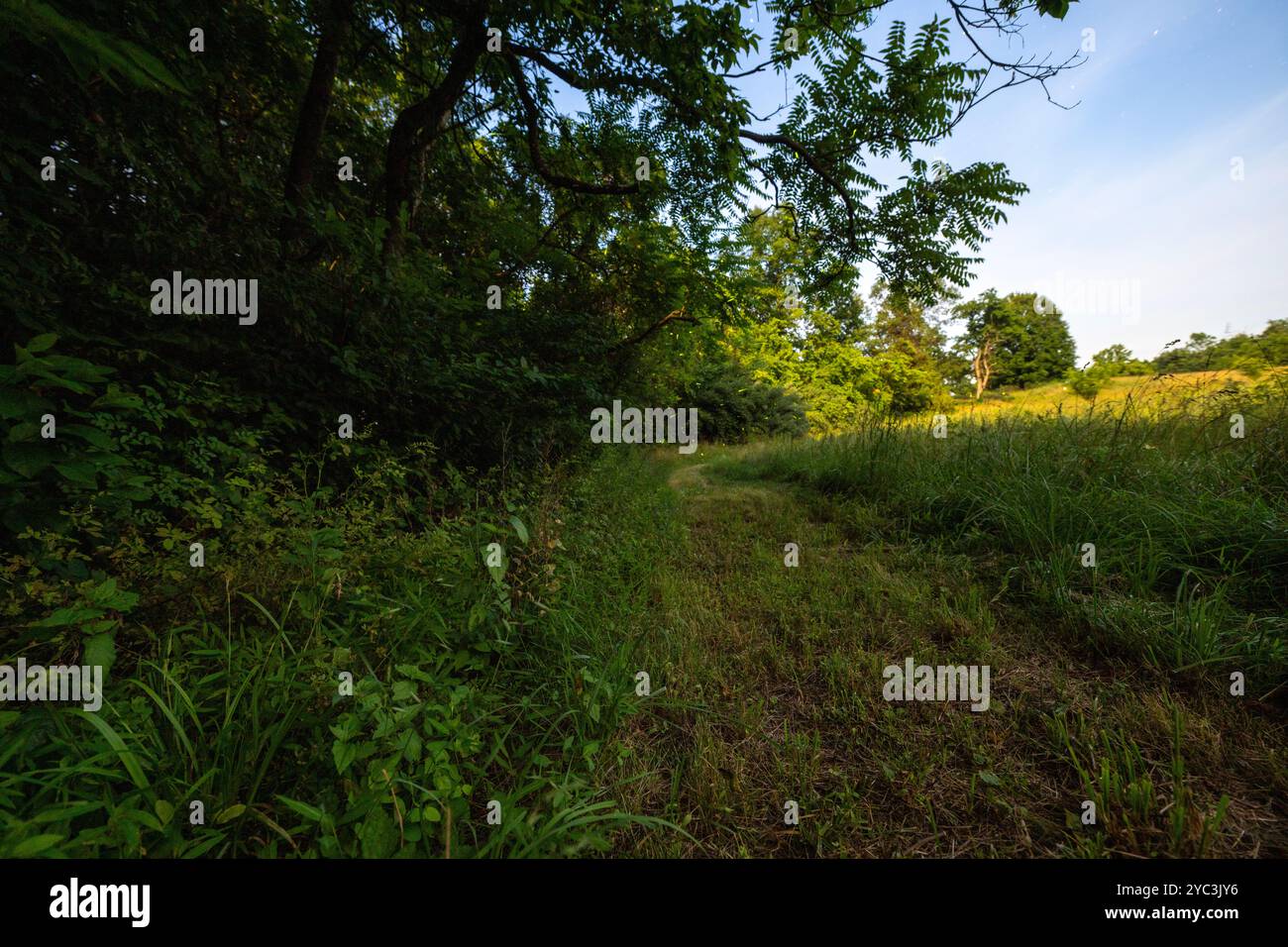 Bioluminescent fireflies glow flash hi-res stock photography and images ...