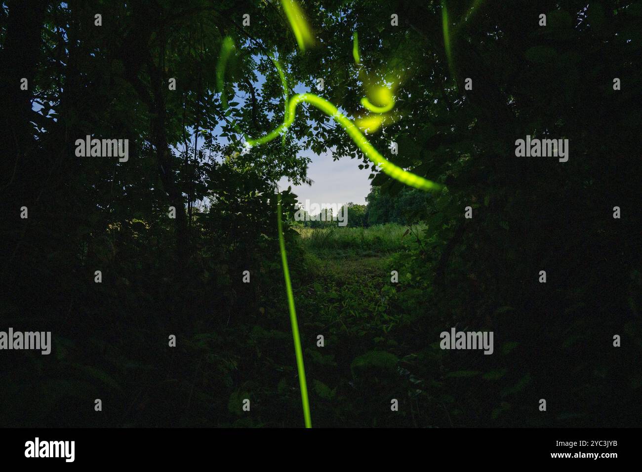 Bioluminescent fireflies glow flash hi-res stock photography and images ...