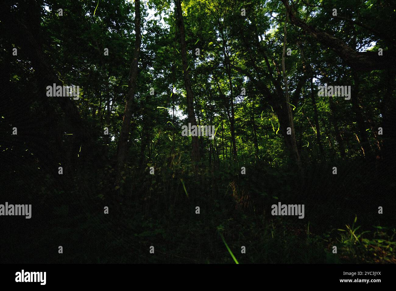 Stack of three long exposure images (3076, 3077, 3078) showing firefly ...