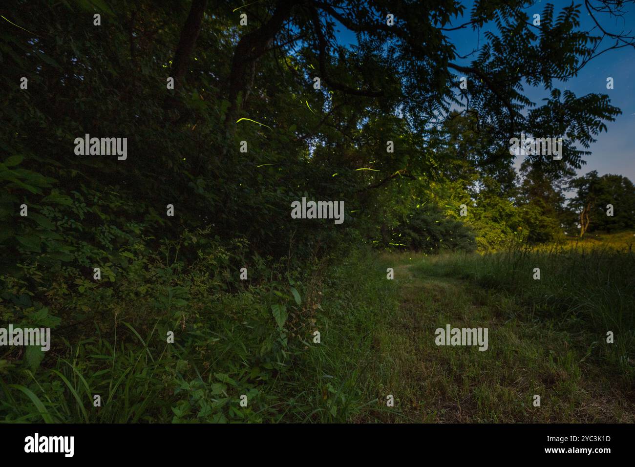 Stack of five long exposure images (3070-3074) showing firefly movement ...