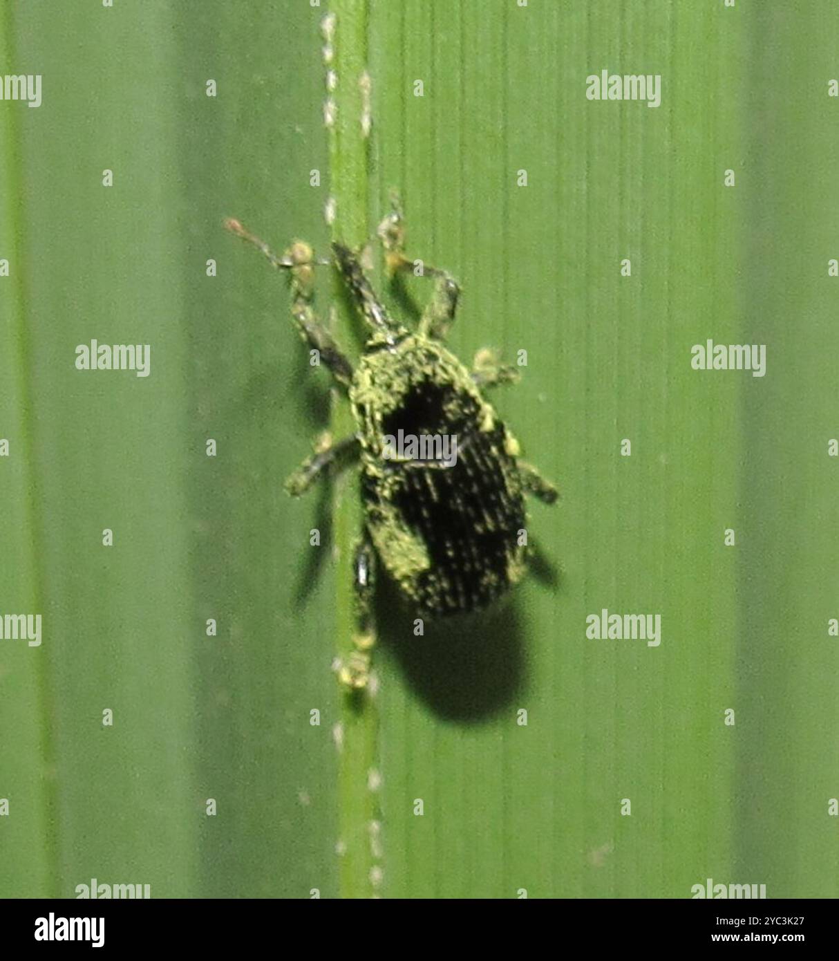 True Weevils (Curculionidae) Insecta Stock Photo - Alamy