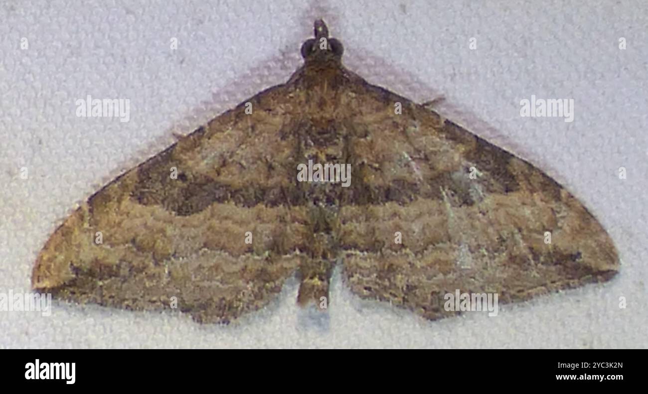 Gem Moth (Orthonama obstipata) Insecta Stock Photo - Alamy