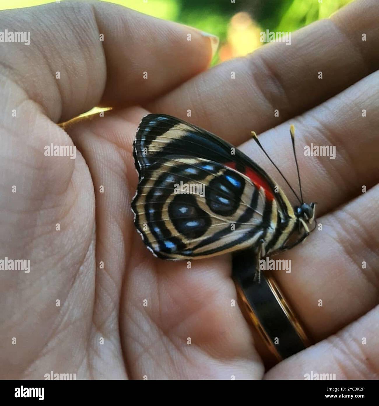 Godart's numberwing (Catagramma pygas) Insecta Stock Photo - Alamy
