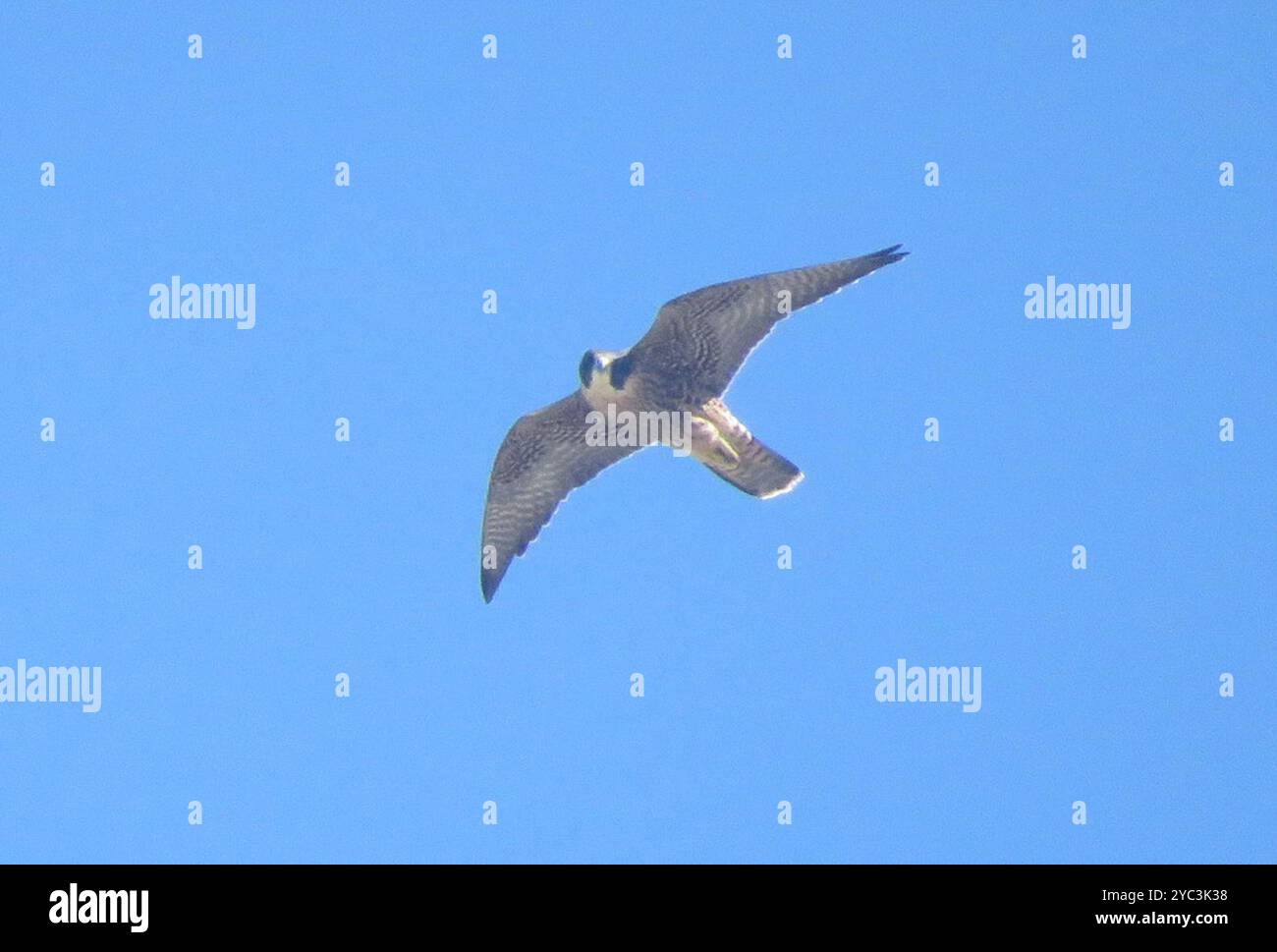 South American Peregrine Falcon (Falco peregrinus cassini) Aves Stock ...