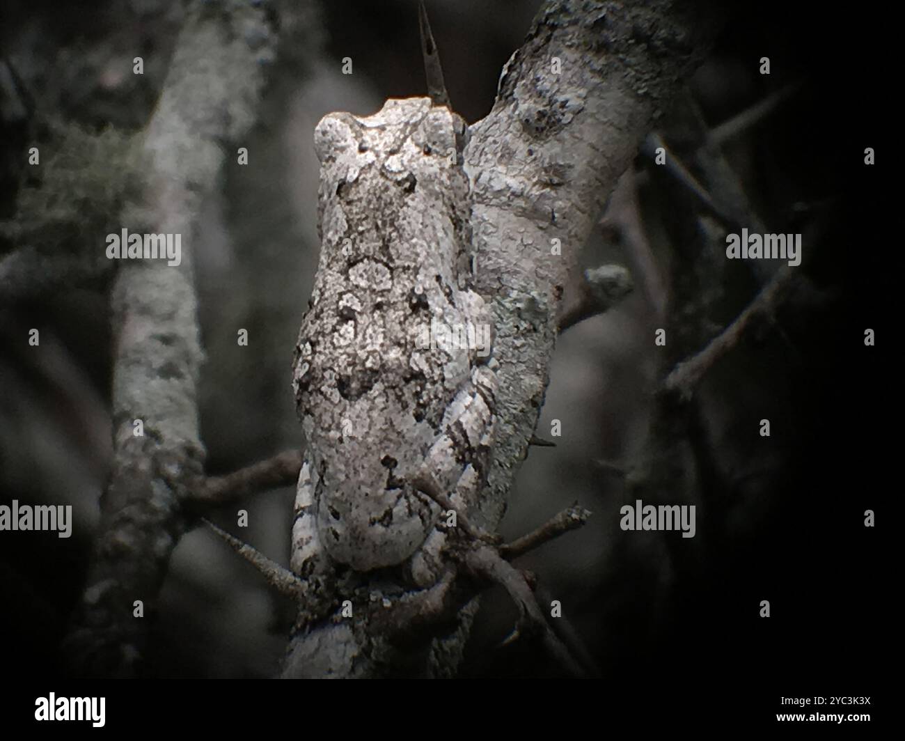 Grey Foam-nest Tree Frog (Chiromantis xerampelina) Amphibia Stock Photo ...