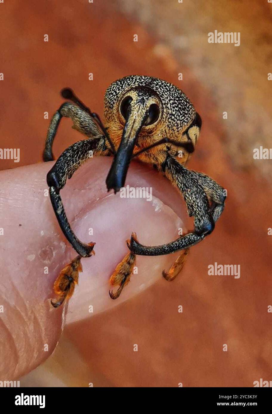 (Cholus parallelogrammus) Insecta Stock Photo - Alamy