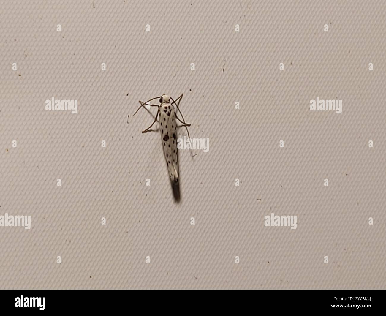 Black-tipped Ermine (Yponomeuta plumbella) Insecta Stock Photo - Alamy