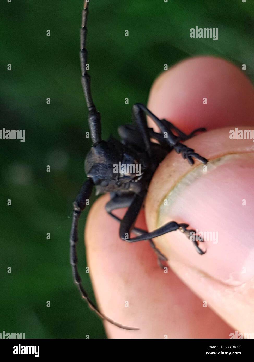 Weaver beetle (Lamia textor) Insecta Stock Photo - Alamy