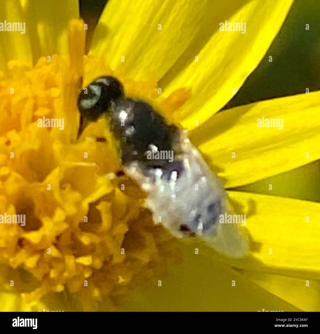 Fen Snout (Nemotelus pantherinus) Insecta Stock Photo - Alamy