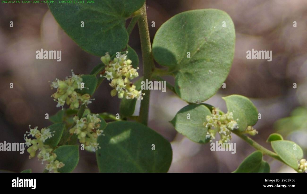 salt bush (Cryptocarpus pyriformis) Plantae Stock Photo - Alamy