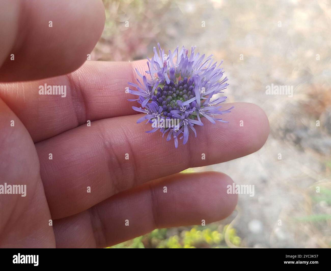 Sheep's-bit (Jasione montana) Plantae Stock Photo - Alamy
