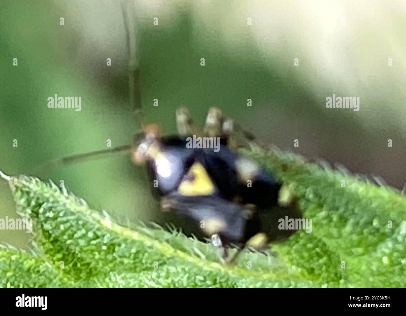 Three Spotted Nettle Bug (Liocoris tripustulatus) Insecta Stock Photo ...