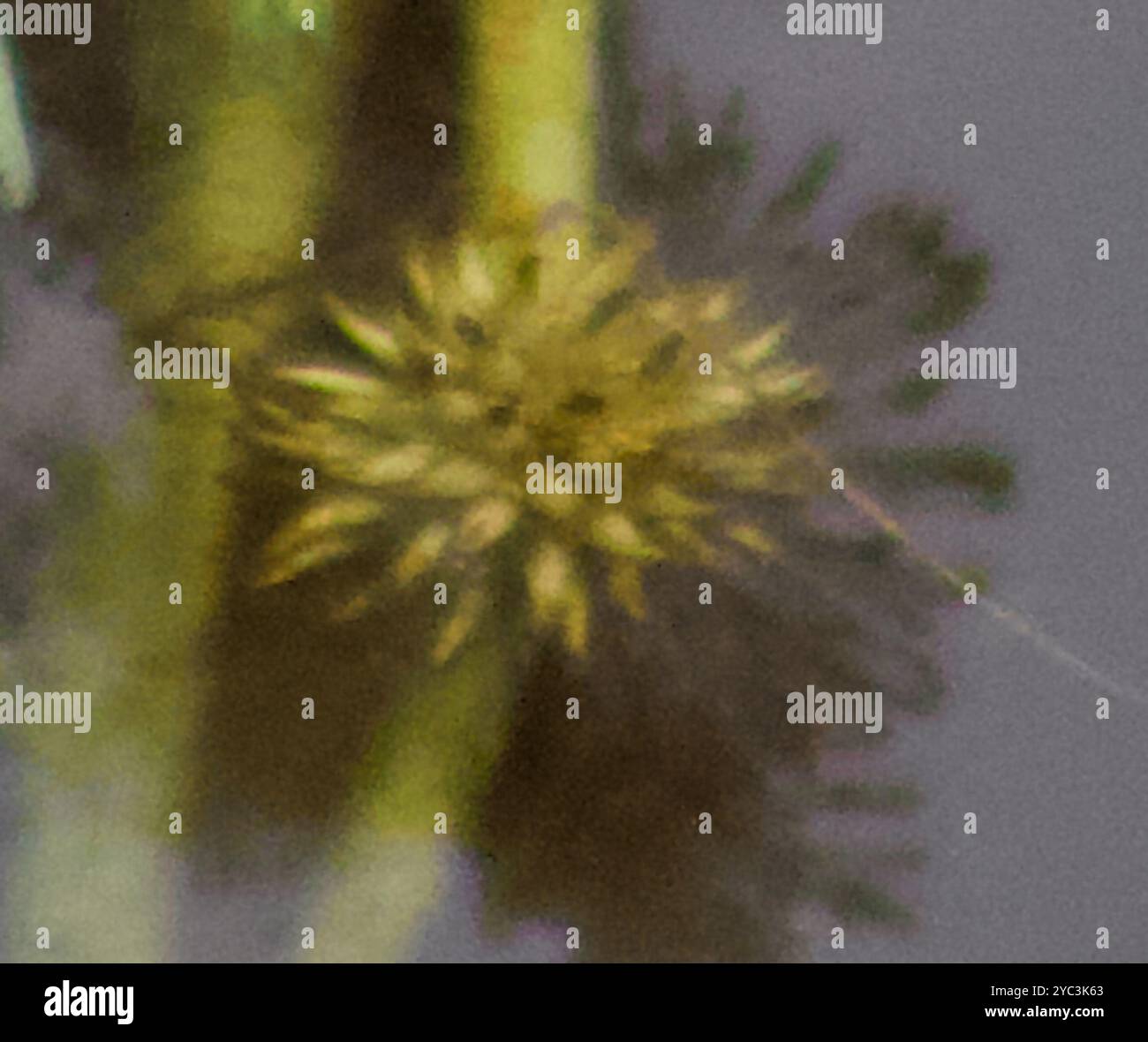 Floating Bur-reed (Sparganium fluctuans) Plantae Stock Photo - Alamy