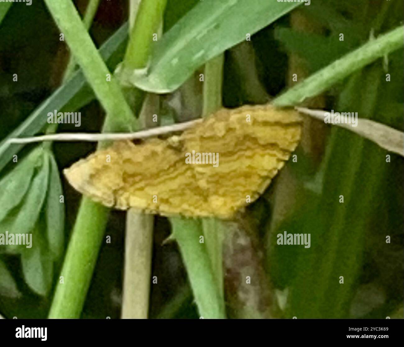 Yellow Shell Moth (Camptogramma bilineata) Insecta Stock Photo - Alamy