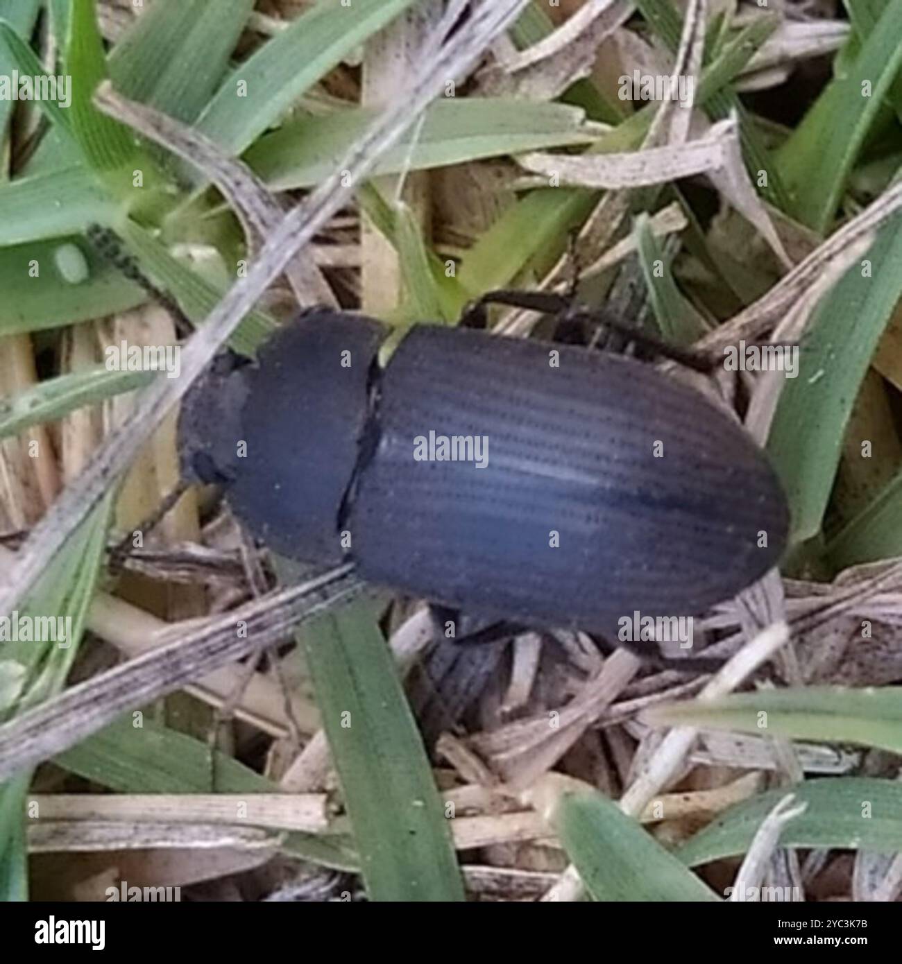 Dusty Surface Beetles (Gonocephalum) Insecta Stock Photo - Alamy
