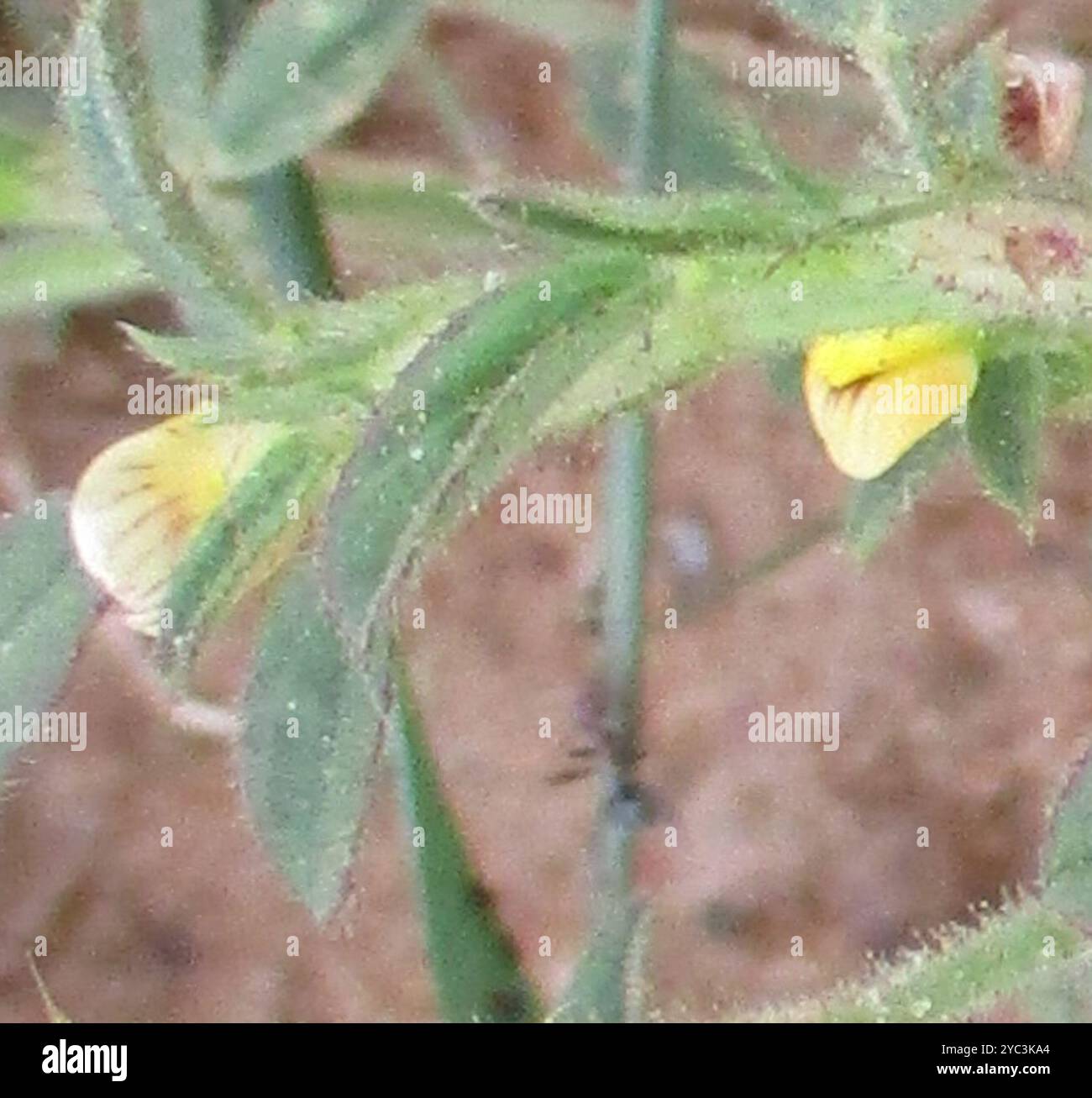 Wild Lucerne (Stylosanthes fruticosa) Plantae Stock Photo - Alamy