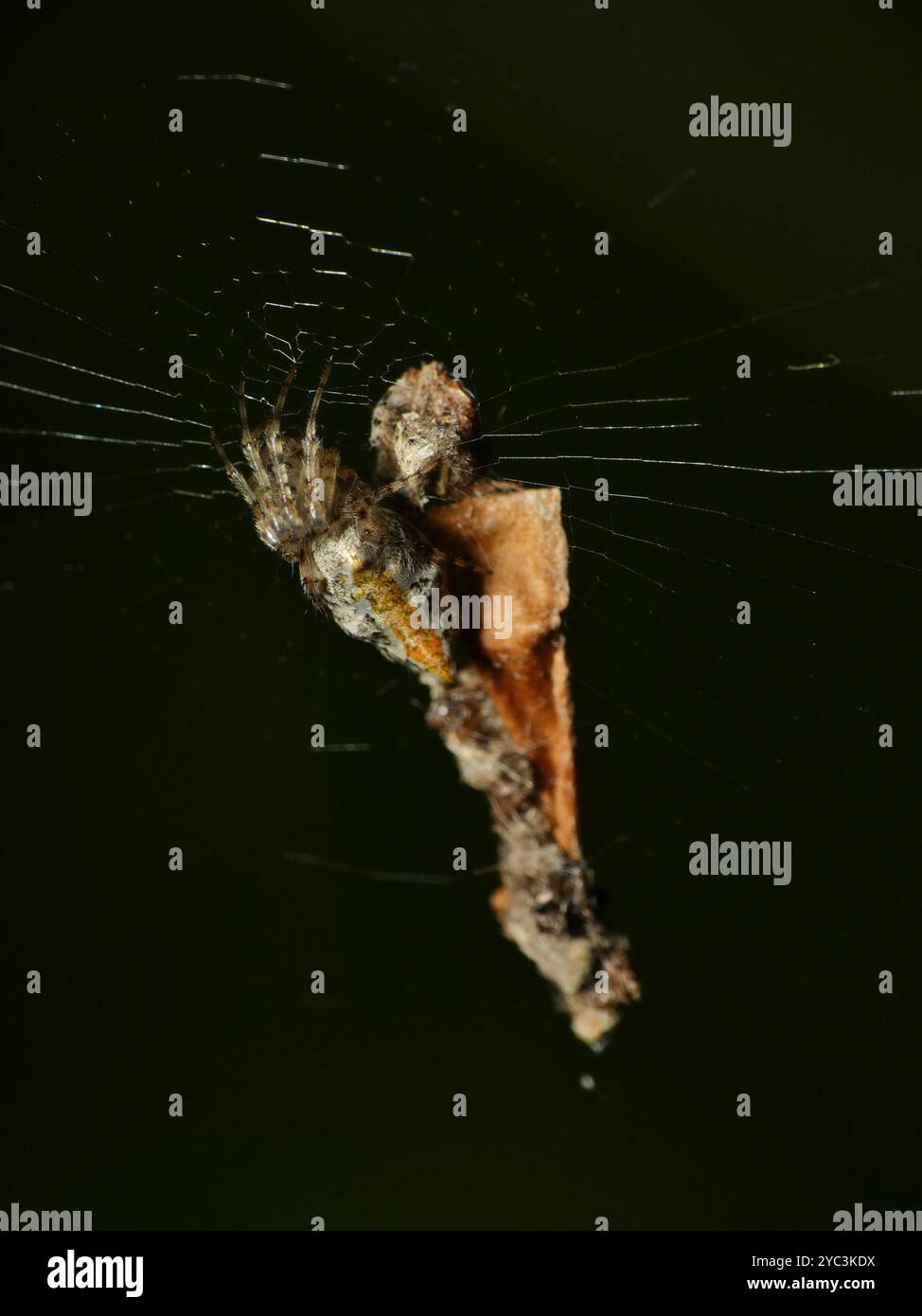 Common Garbage-Line Web Spider (Cyclosa insulana) Arachnida Stock Photo ...