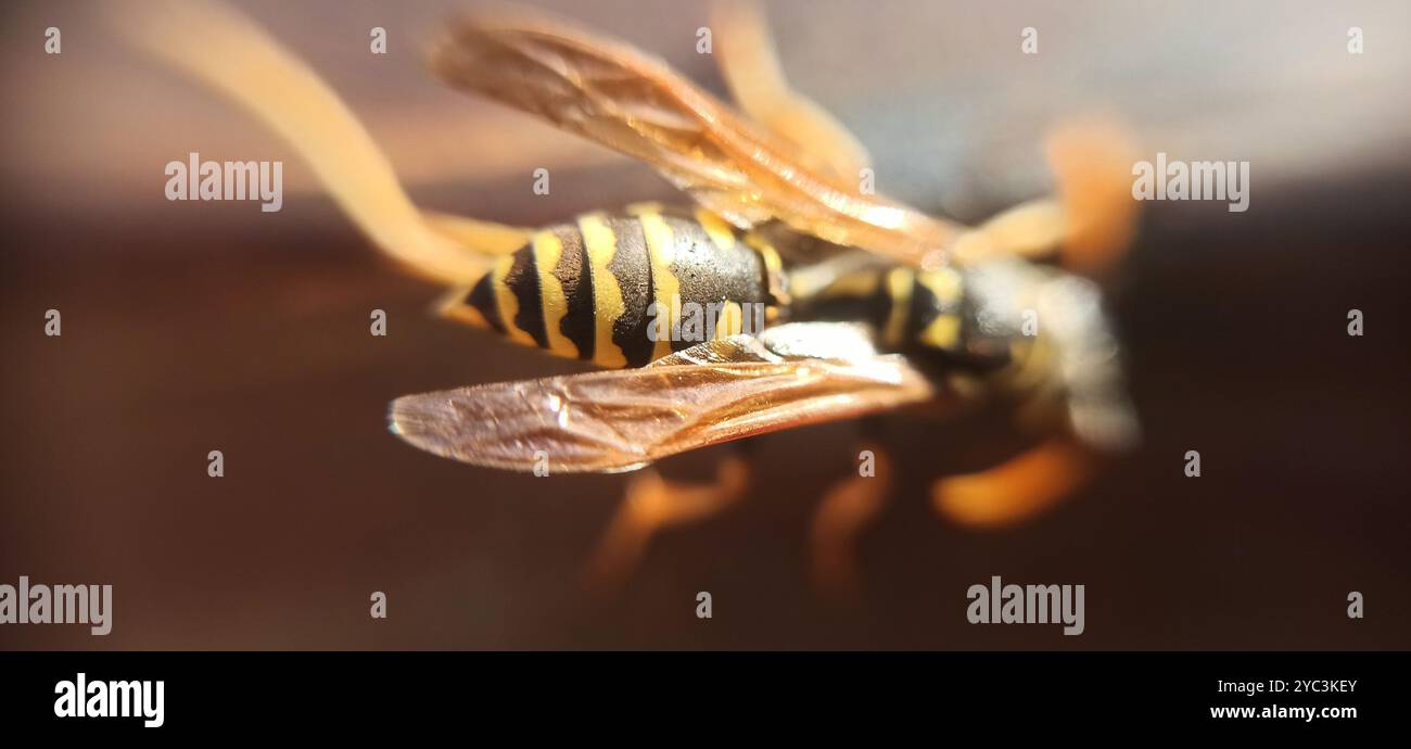 European Paper Wasp (Polistes dominula) Insecta Stock Photo - Alamy