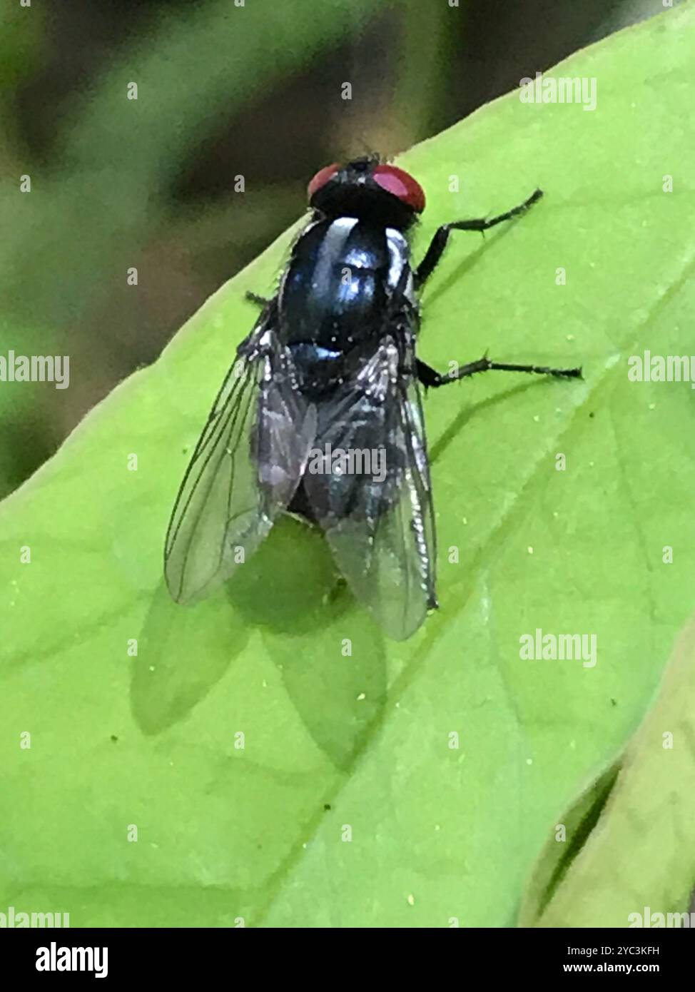 Bot Flies, Blow Flies, and Allies (Oestroidea) Insecta Stock Photo - Alamy