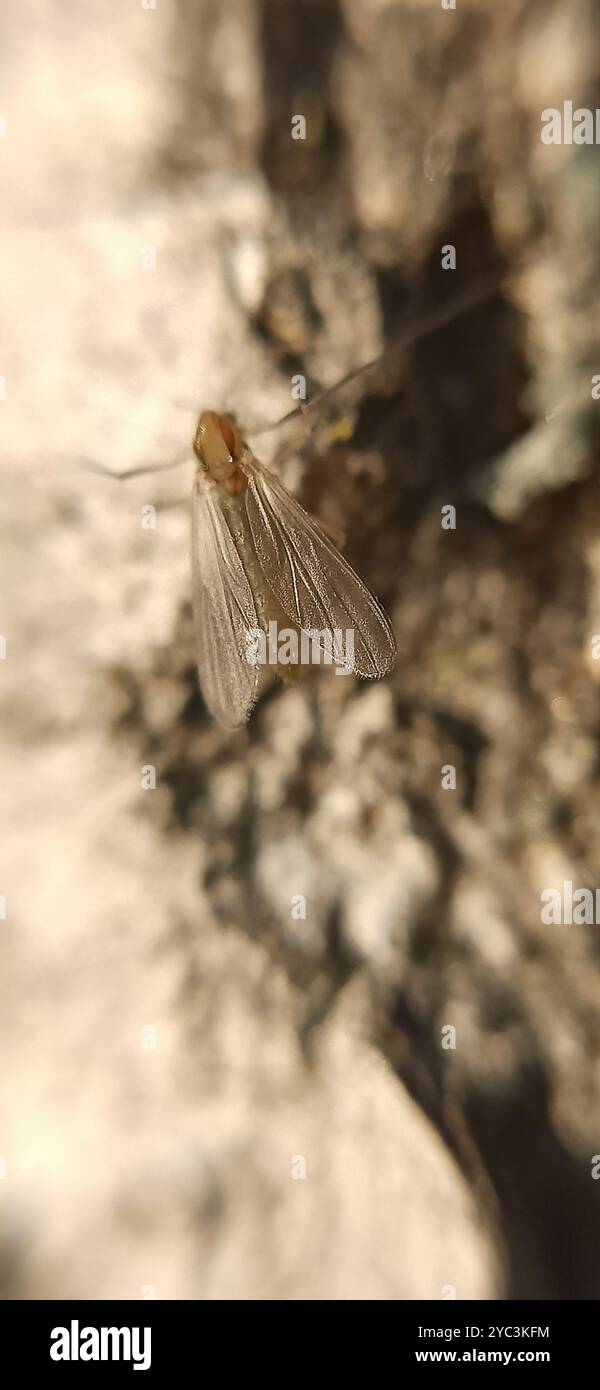 Non-biting Midges (Chironomidae) Insecta Stock Photo - Alamy