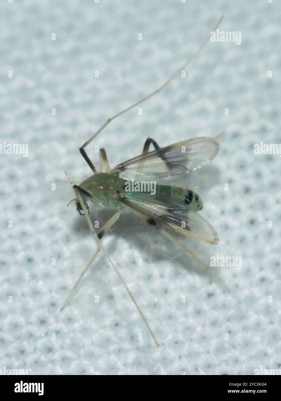 Non-biting Midges (Chironomidae) Insecta Stock Photo - Alamy