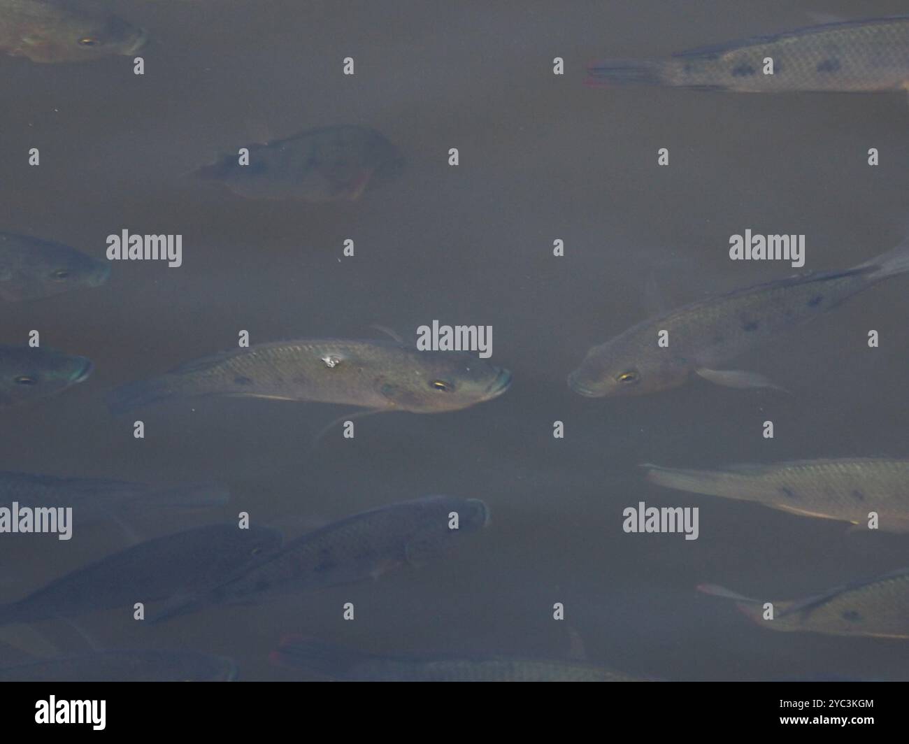 Mozambique Tilapia (Oreochromis mossambicus) Actinopterygii Stock Photo ...