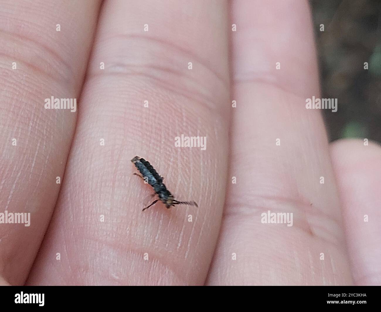 Lesser Black Glow-worm (Phosphaenus hemipterus) Insecta Stock Photo - Alamy