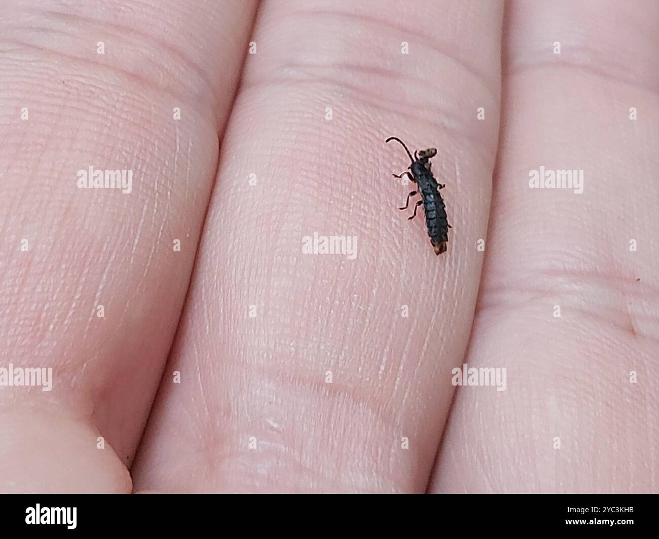 Lesser Black Glow-worm (Phosphaenus hemipterus) Insecta Stock Photo - Alamy