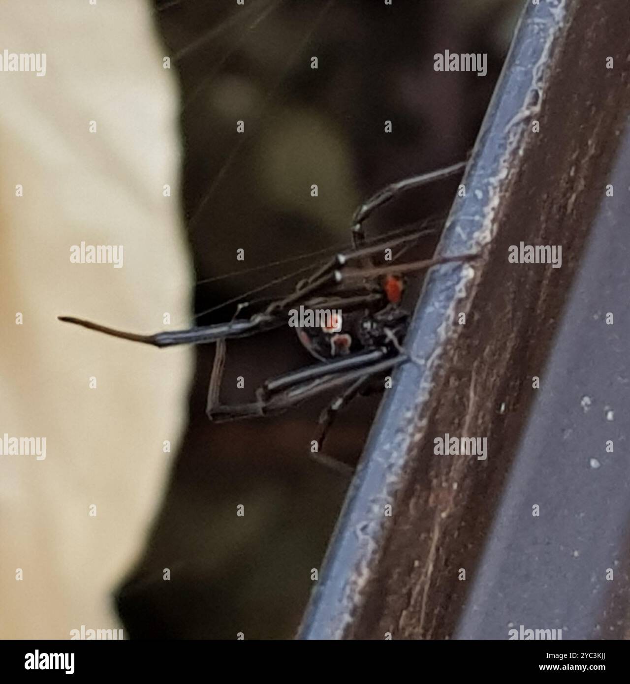 Redback Spider (Latrodectus hasselti) Arachnida Stock Photo - Alamy