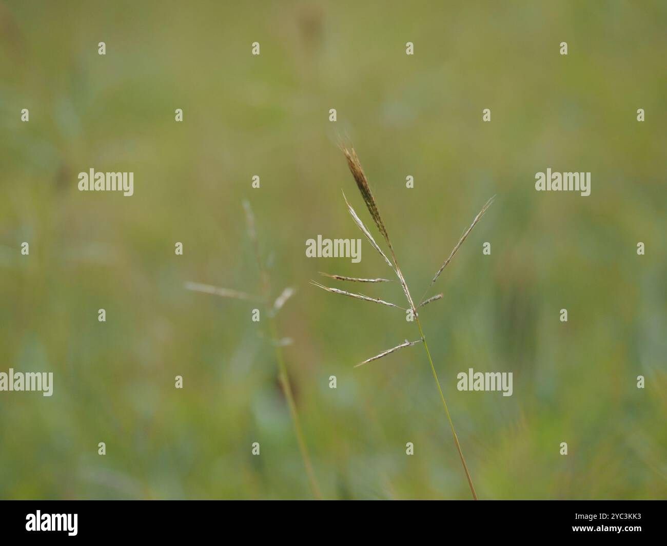 Australian Bluestem (Bothriochloa bladhii) Plantae Stock Photo - Alamy