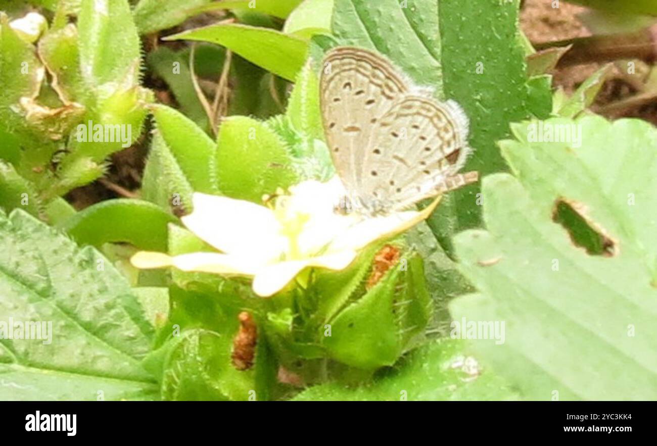Tiny Grass Blue (Zizula hylax) Insecta Stock Photo - Alamy