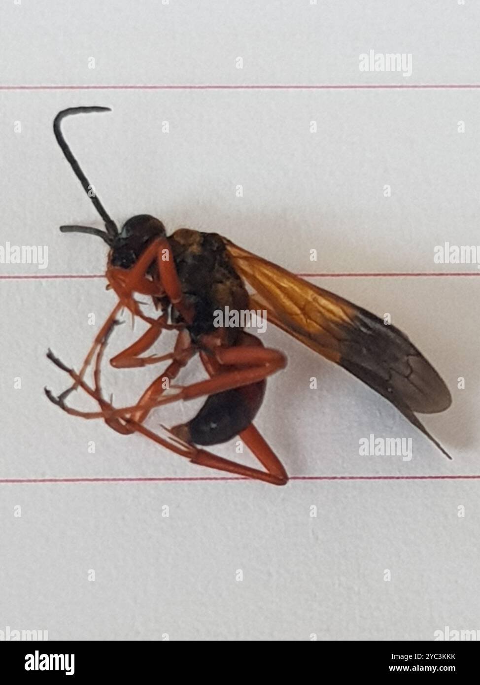 (Priocnemis conformis) Insecta Stock Photo - Alamy