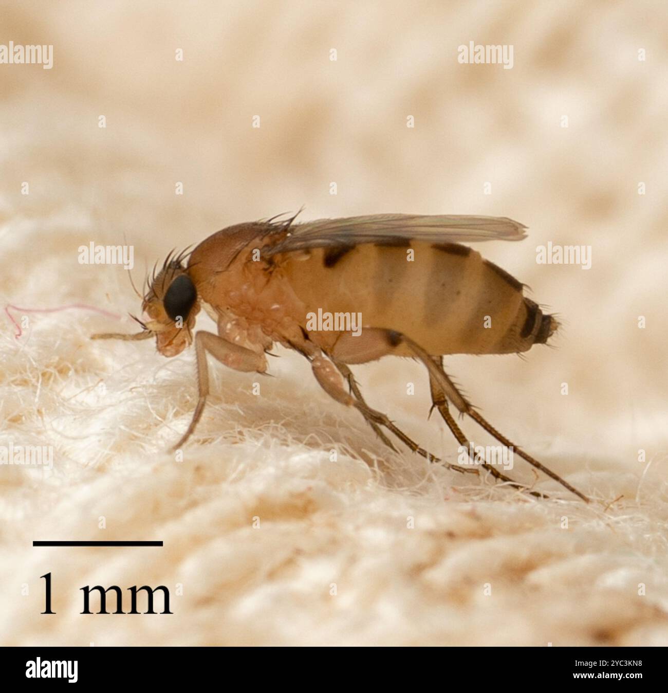 Scaled Hump-backed Fly (Megaselia scalaris) Insecta Stock Photo - Alamy