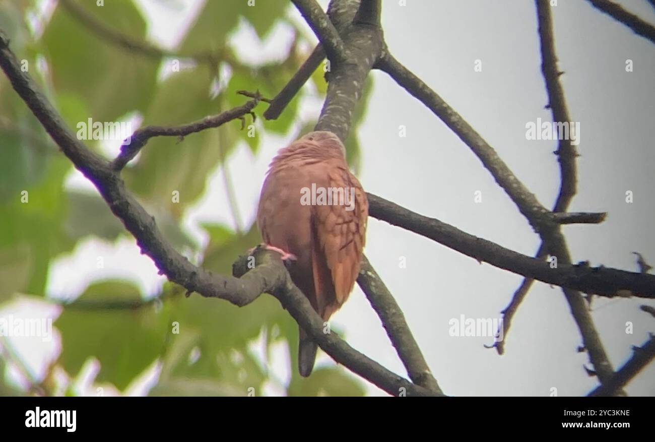 Ruddy Ground Dove (Columbina talpacoti) Aves Stock Photo - Alamy